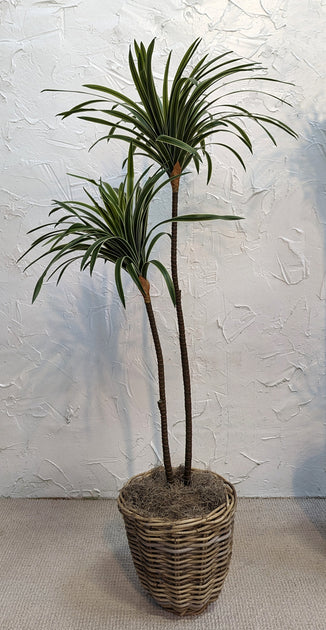 Forever Trees and Plants – Marshall Home Corporation